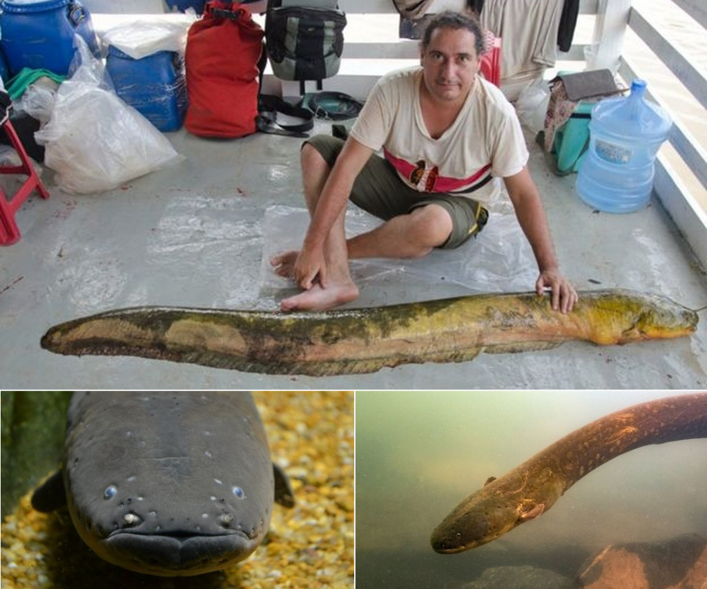 Nova espécie de peixe-elétrico descoberta na Amazônia emite 860 volts ... Nova espécie de peixe-elétrico descoberta na Amazônia emite 860 volts ...