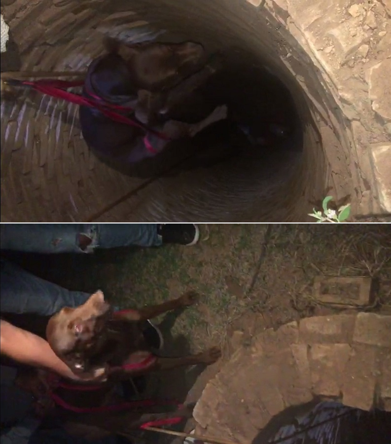 Filhote De Cachorro Flagrado Com óculos De Sol Em Garupa De Moto