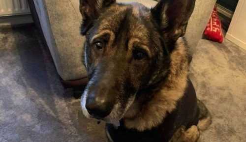 Cão come enfeite natalino de 80 centímetros e vai parar no hospital ... Cão come enfeite natalino de 80 centímetros e vai parar no hospital ...
