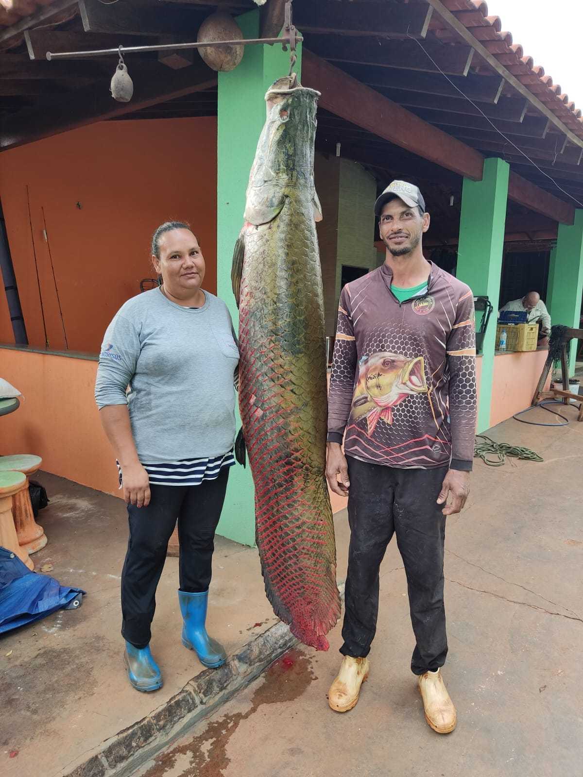 NO DIA DO ANIVERSÁRIO: morador de Cardoso pesca Pirarucu de 113 quilos ...